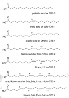 Fatty Acids – Structure and function of biomolecules (lipids and ...