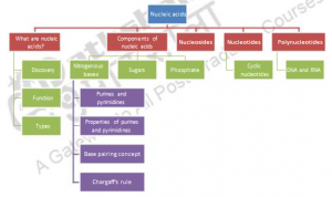 Nucleosides, Nucleotides and type of Nucleic Acids – Structure and ...