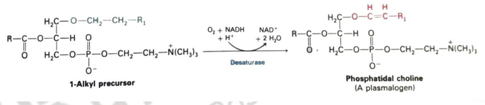 Phospholipids – Structure and function of biomolecules (lipids and ...
