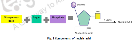 Nucleosides, Nucleotides and type of Nucleic Acids – Structure and ...