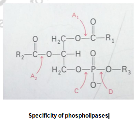 Phospholipids – Structure and function of biomolecules (lipids and ...
