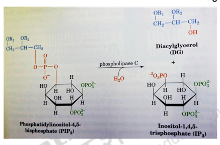 Phospholipids – Structure and function of biomolecules (lipids and ...