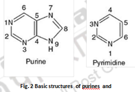 Nucleosides, Nucleotides and type of Nucleic Acids – Structure and ...
