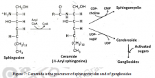 Glycolipids and Waxes – Structure and function of biomolecules (lipids ...