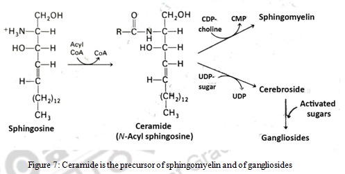 Glycolipids and Waxes – Structure and function of biomolecules (lipids ...
