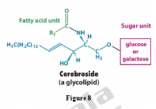 Glycolipids and Waxes – Structure and function of biomolecules (lipids ...