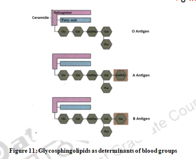 Glycolipids and Waxes – Structure and function of biomolecules (lipids ...