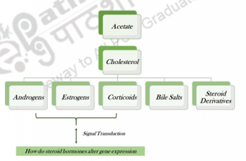Steroids – Structure and function of biomolecules (lipids and nucleic ...