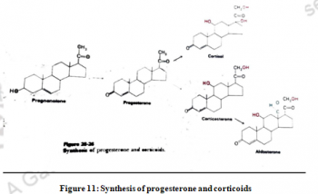 Steroids – Structure and function of biomolecules (lipids and nucleic ...