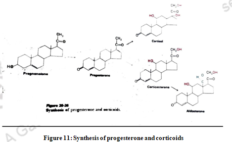 Steroids – Structure and function of biomolecules (lipids and nucleic ...
