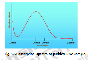 Nucleosides, Nucleotides and type of Nucleic Acids – Structure and ...