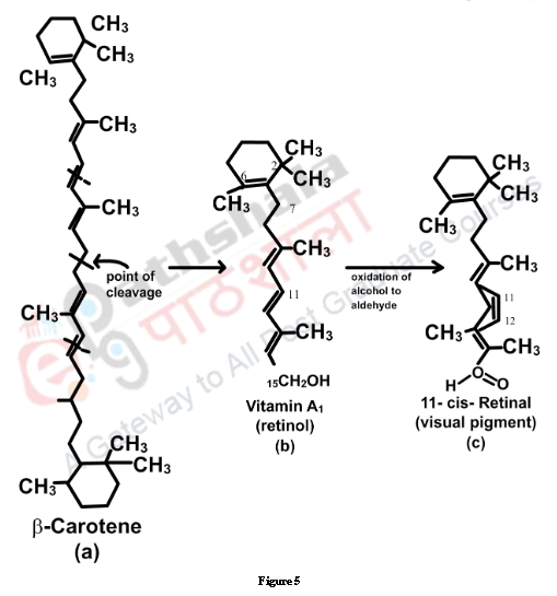Lipids as co-factor and pigments – Structure and function of ...