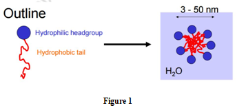 Lipid Bilayers, micelles and liposomes – Structure and function of ...
