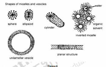 Lipid Bilayers, micelles and liposomes – Structure and function of ...