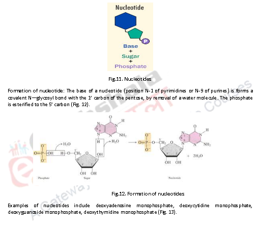Nucleosides, Nucleotides and type of Nucleic Acids – Structure and function of biomolecules ...