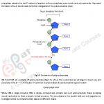 Nucleosides, Nucleotides and type of Nucleic Acids – Structure and ...