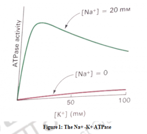 Pumps and ATPases – Structure and function of biomolecules (lipids and nucleic acids)