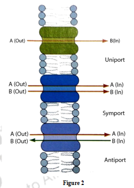 Pumps and ATPases – Structure and function of biomolecules (lipids and ...