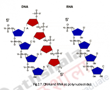 Nucleosides, Nucleotides and type of Nucleic Acids – Structure and ...