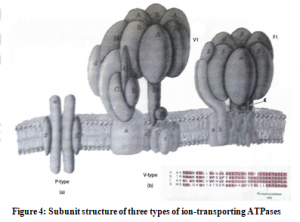 Pumps and ATPases – Structure and function of biomolecules (lipids and ...