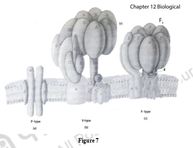Pumps and ATPases – Structure and function of biomolecules (lipids and ...