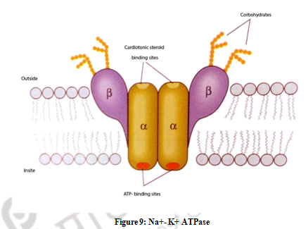 Pumps and ATPases – Structure and function of biomolecules (lipids and ...