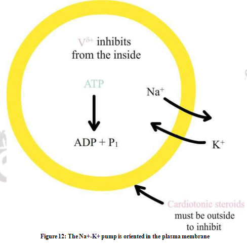 Pumps and ATPases – Structure and function of biomolecules (lipids and nucleic acids)
