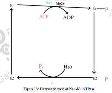 Pumps and ATPases – Structure and function of biomolecules (lipids and ...