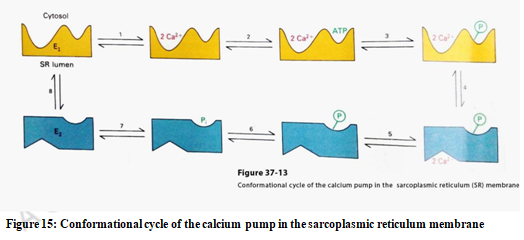 Pumps and ATPases – Structure and function of biomolecules (lipids and ...