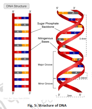 Double Helix of DNA – Structure and function of biomolecules (lipids ...
