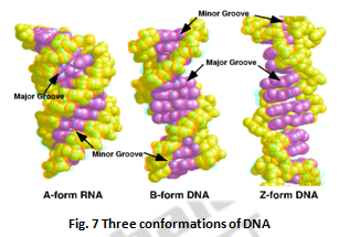 Double Helix of DNA – Structure and function of biomolecules (lipids ...