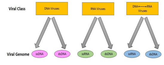 DNA and RNA Viruses – Structure and function of biomolecules (lipids ...