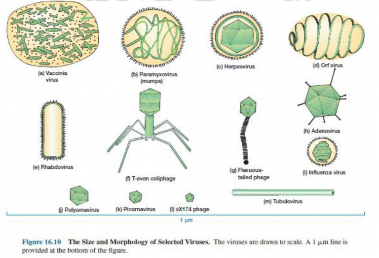 DNA and RNA Viruses – Structure and function of biomolecules (lipids ...