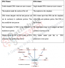 DNA and RNA Viruses – Structure and function of biomolecules (lipids ...
