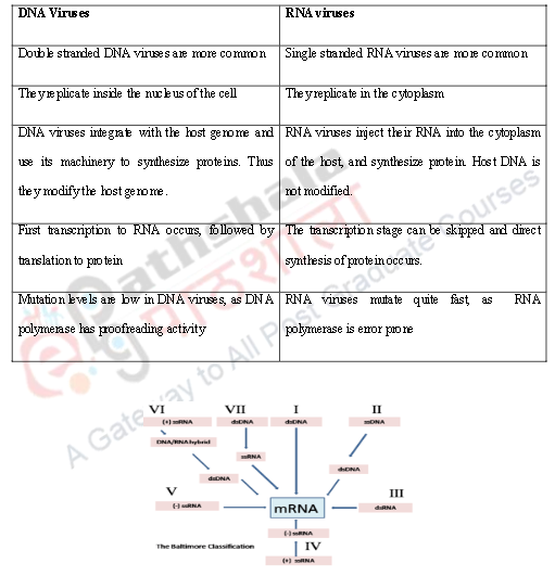 DNA and RNA Viruses – Structure and function of biomolecules (lipids ...
