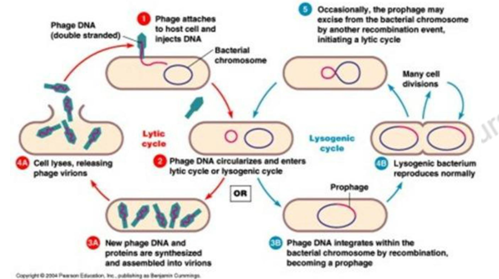 DNA and RNA Viruses – Structure and function of biomolecules (lipids ...