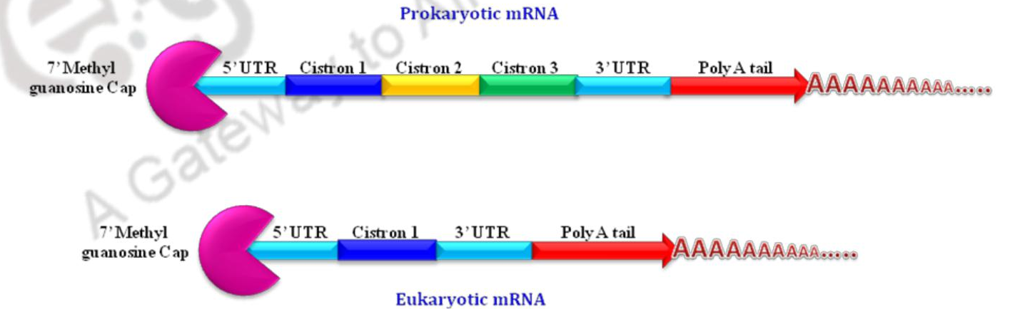 mRNA and its role in protein biosynthesis – Structure and function of ...