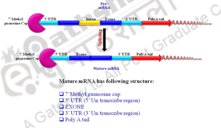 mRNA and its role in protein biosynthesis – Structure and function of ...