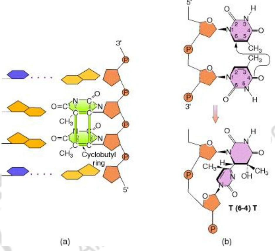 Mutations and unusual bases – Structure and function of biomolecules ...
