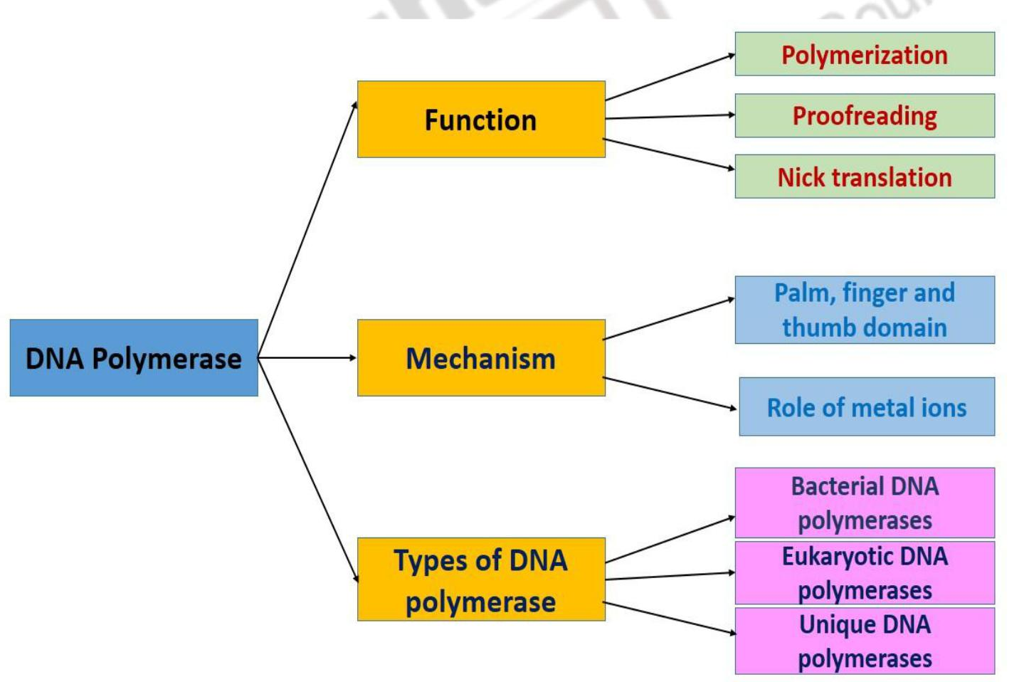 DNA Polymerase – Structure and function of biomolecules (lipids and nucleic acids)