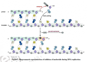 DNA Polymerase – Structure and function of biomolecules (lipids and ...