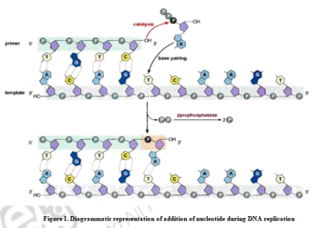 DNA Polymerase – Structure and function of biomolecules (lipids and ...