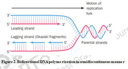 DNA Polymerase – Structure and function of biomolecules (lipids and ...