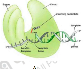 DNA Polymerase – Structure and function of biomolecules (lipids and ...