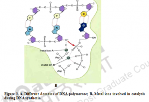 DNA Polymerase – Structure and function of biomolecules (lipids and ...