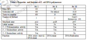 DNA Polymerase – Structure and function of biomolecules (lipids and ...