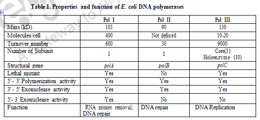 DNA Polymerase – Structure and function of biomolecules (lipids and ...