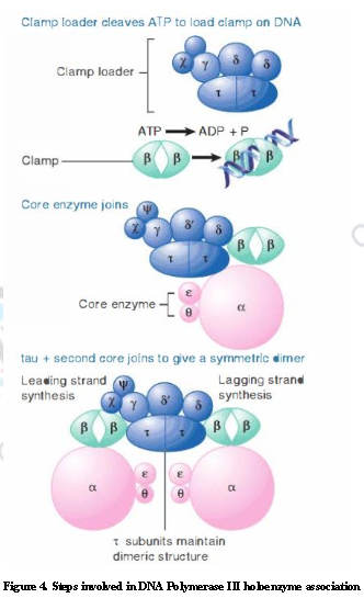 DNA Polymerase – Structure and function of biomolecules (lipids and ...