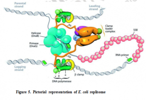 DNA Polymerase – Structure and function of biomolecules (lipids and ...