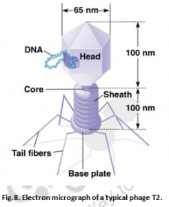 Introduction to Nucleic acids -Historical Perspective – Structure and ...